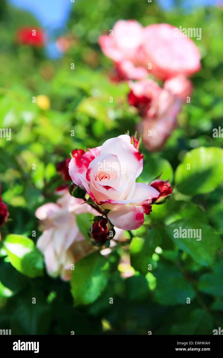 Roses in the garden Stock Photo - Alamy