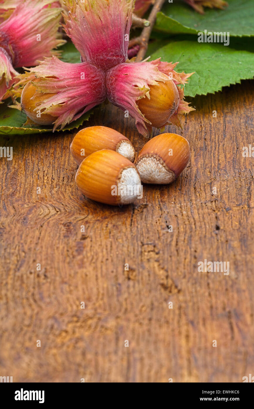 Macro of natural Hazelnut fruits and leaves from the tree on old wooden ...