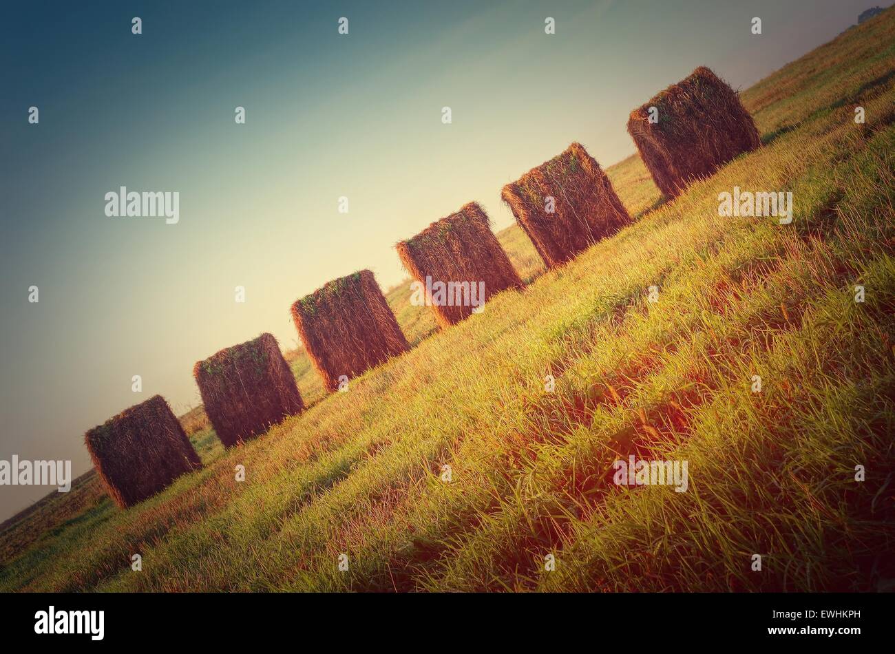 Hay plant hi-res stock photography and images - Alamy