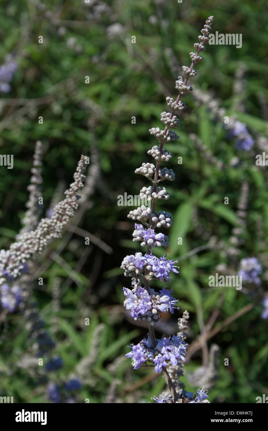Closeup of Chaste Tree / Monk's Pepper blossoms (spice /herb) branch sp ...