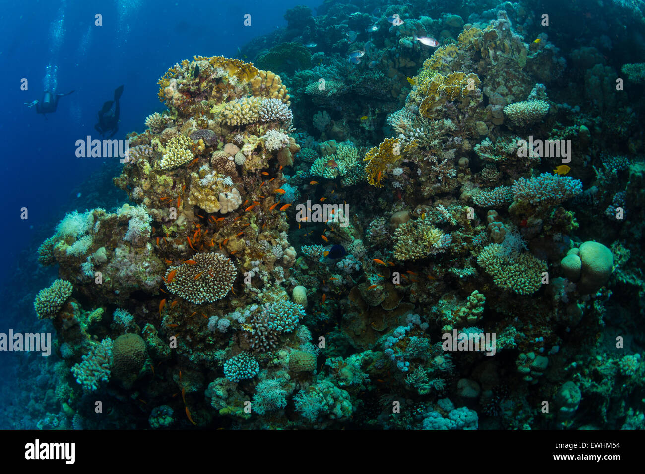 Diver on the reaf of Red sea Stock Photo - Alamy