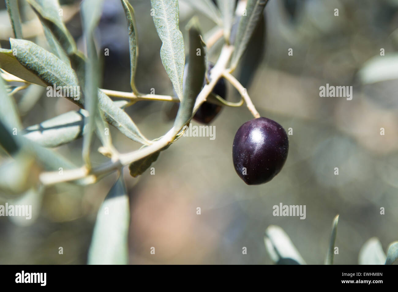 Black Ripe Olive on a tree branch Stock Photo - Alamy