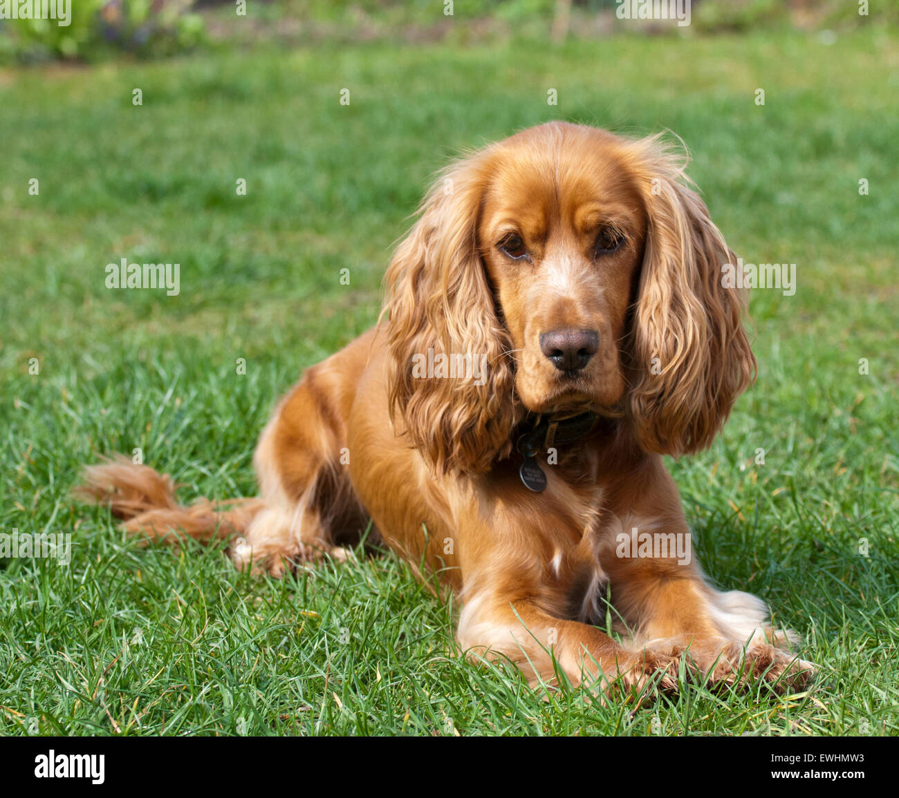 Sprocker uk hi-res stock photography and images - Alamy