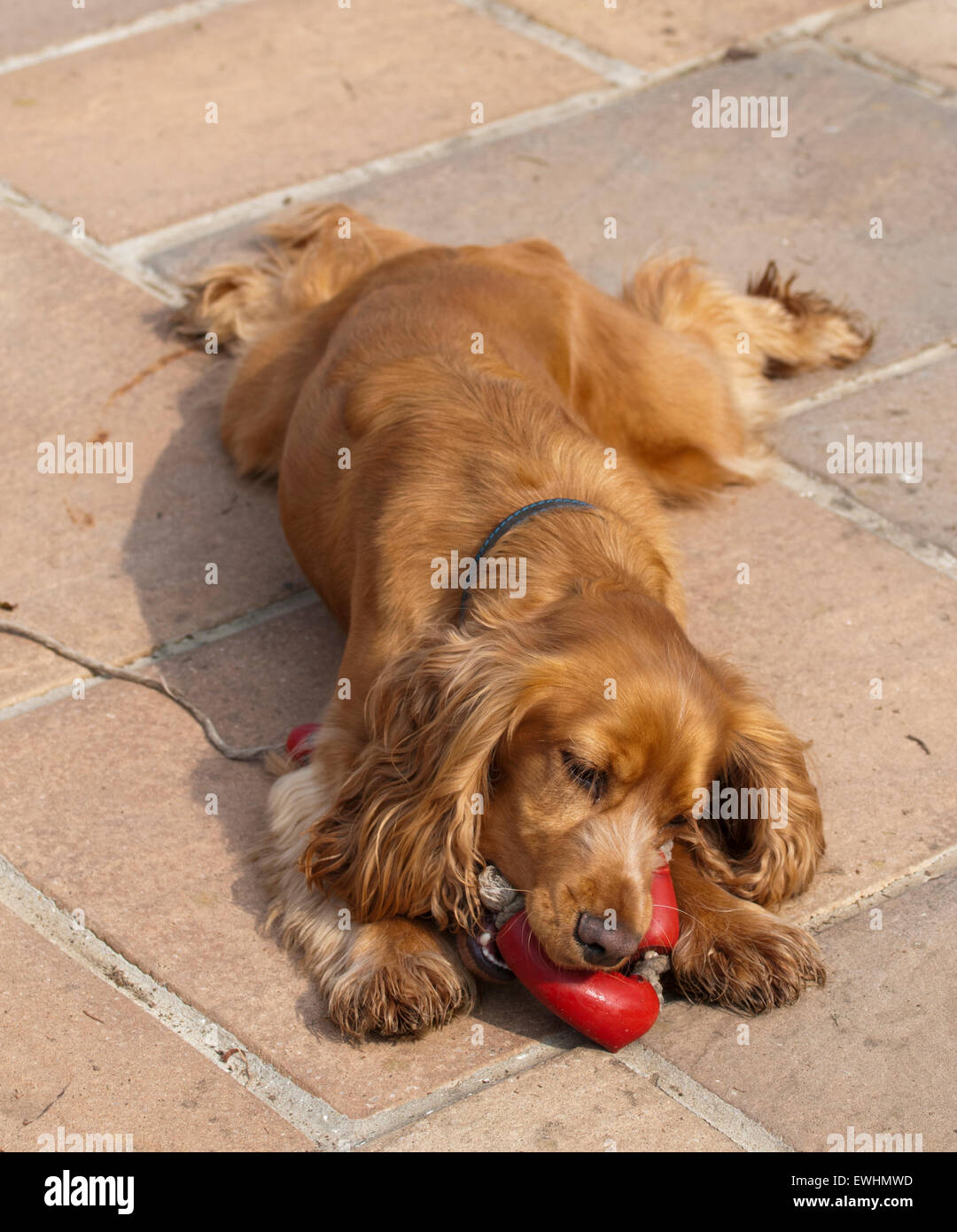 Splayed out hi-res stock photography and images - Alamy