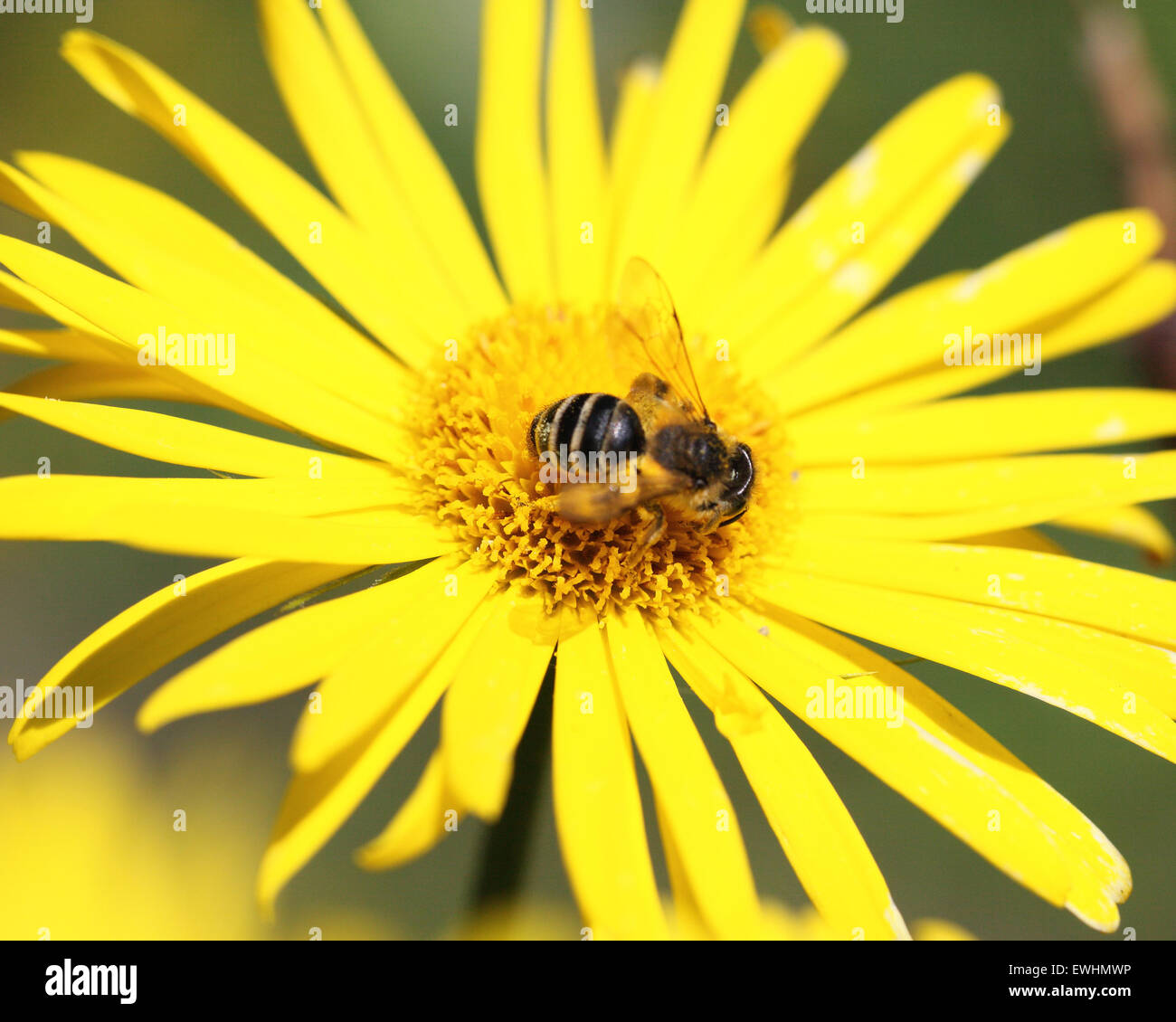 yellow daisy and a bee on it Stock Photo - Alamy