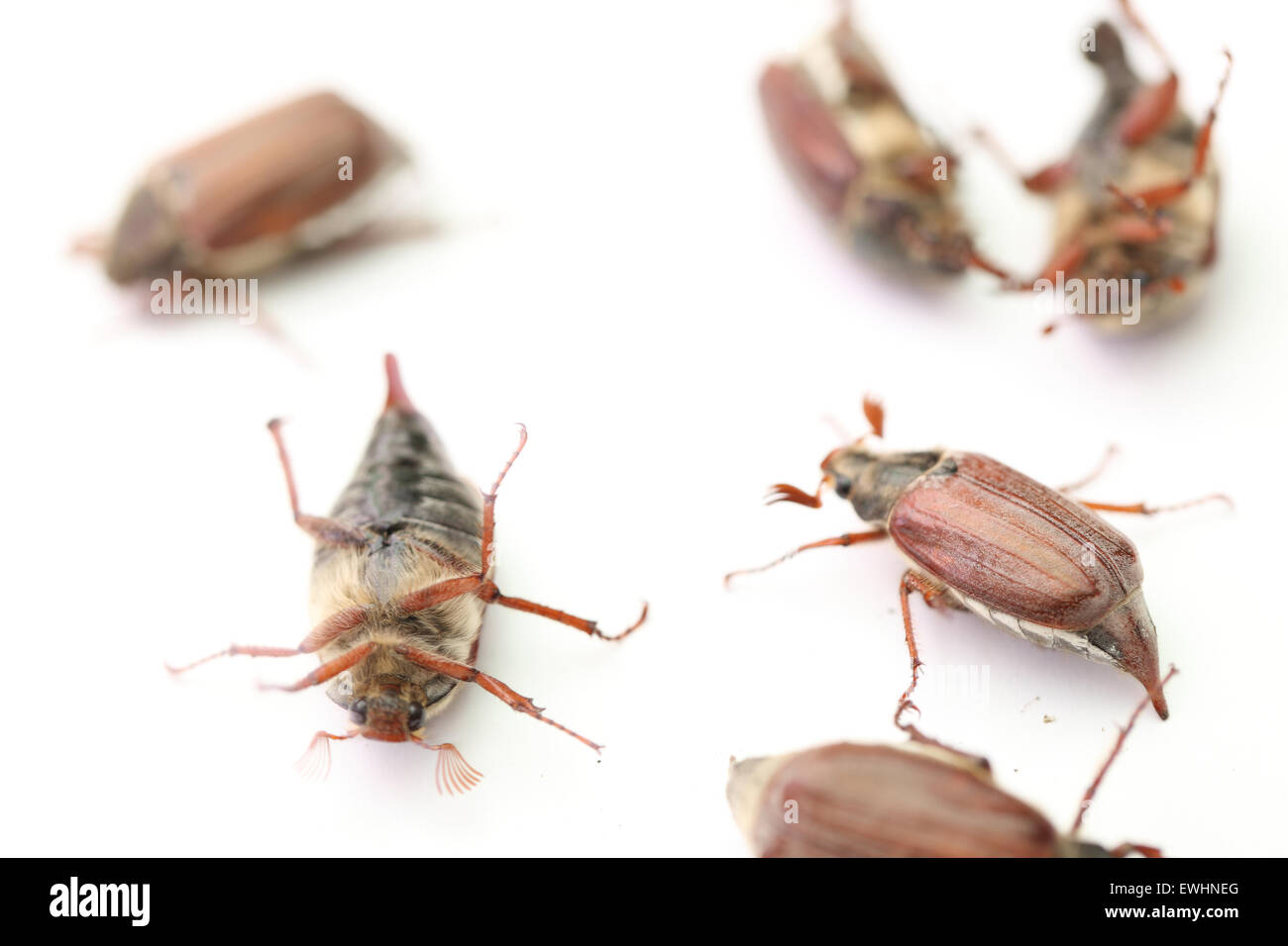 chafer closeup isolated on a white background Stock Photo - Alamy