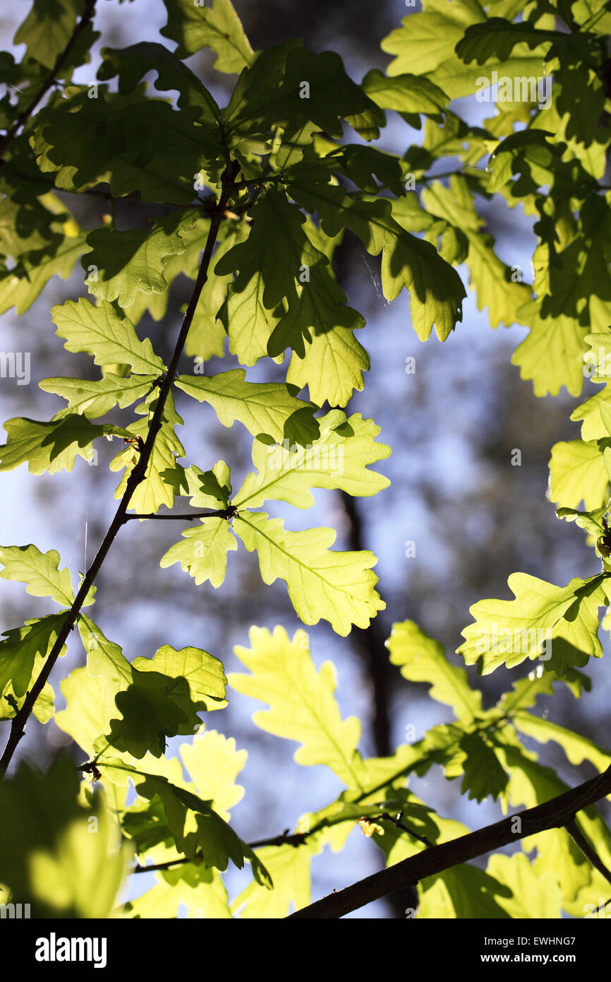 Oak leaves close-up. The sun streaming through the leaves Stock Photo ...