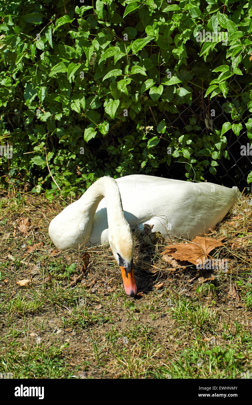 White swan sits on its nest and hatches Stock Photo - Alamy