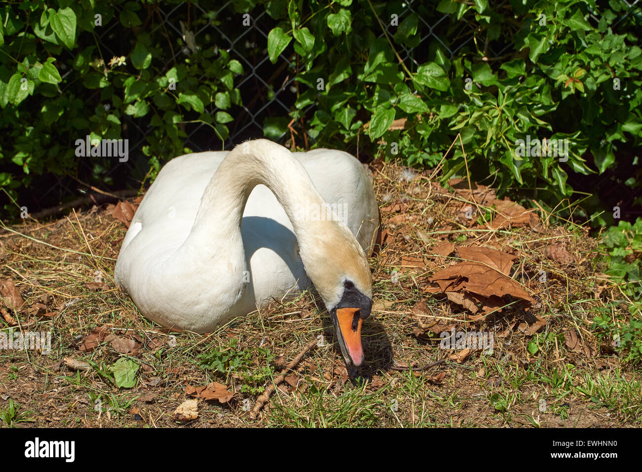 White swan sits on its nest and hatches Stock Photo - Alamy