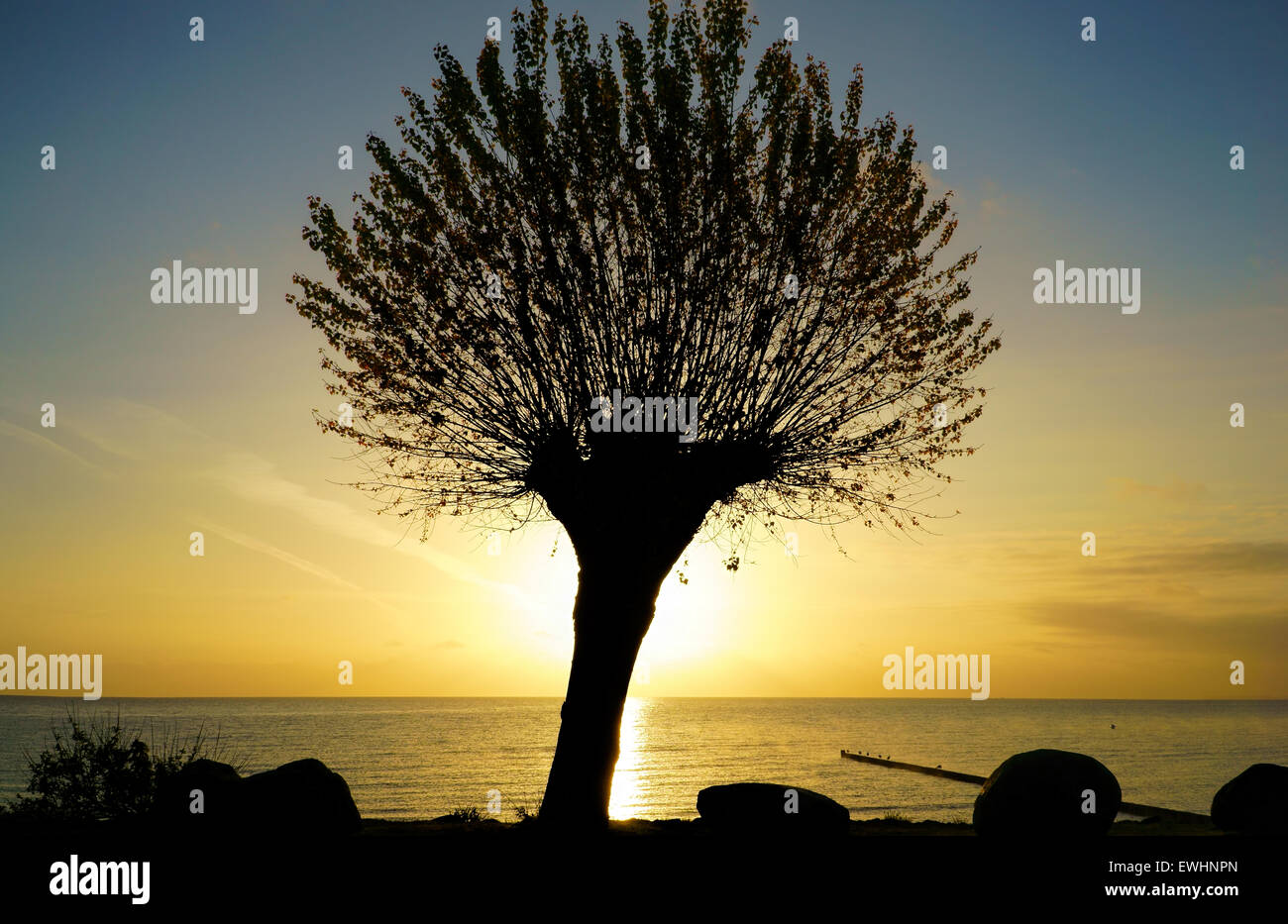 Silhouette of a tree at sunrise at the Baltic Sea Stock Photo - Alamy