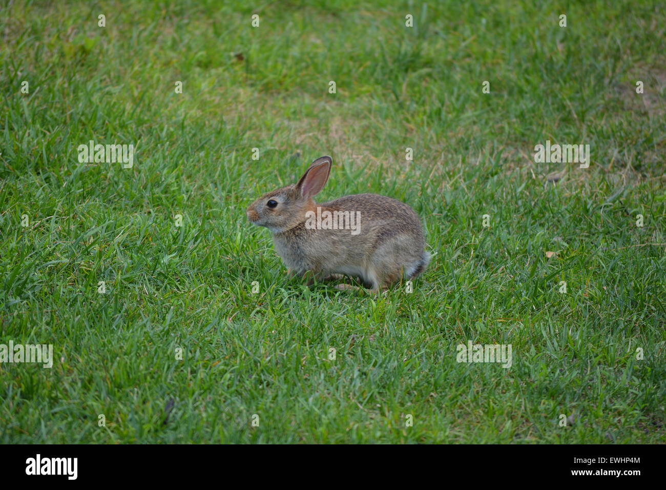 Baby Wild Rabbits