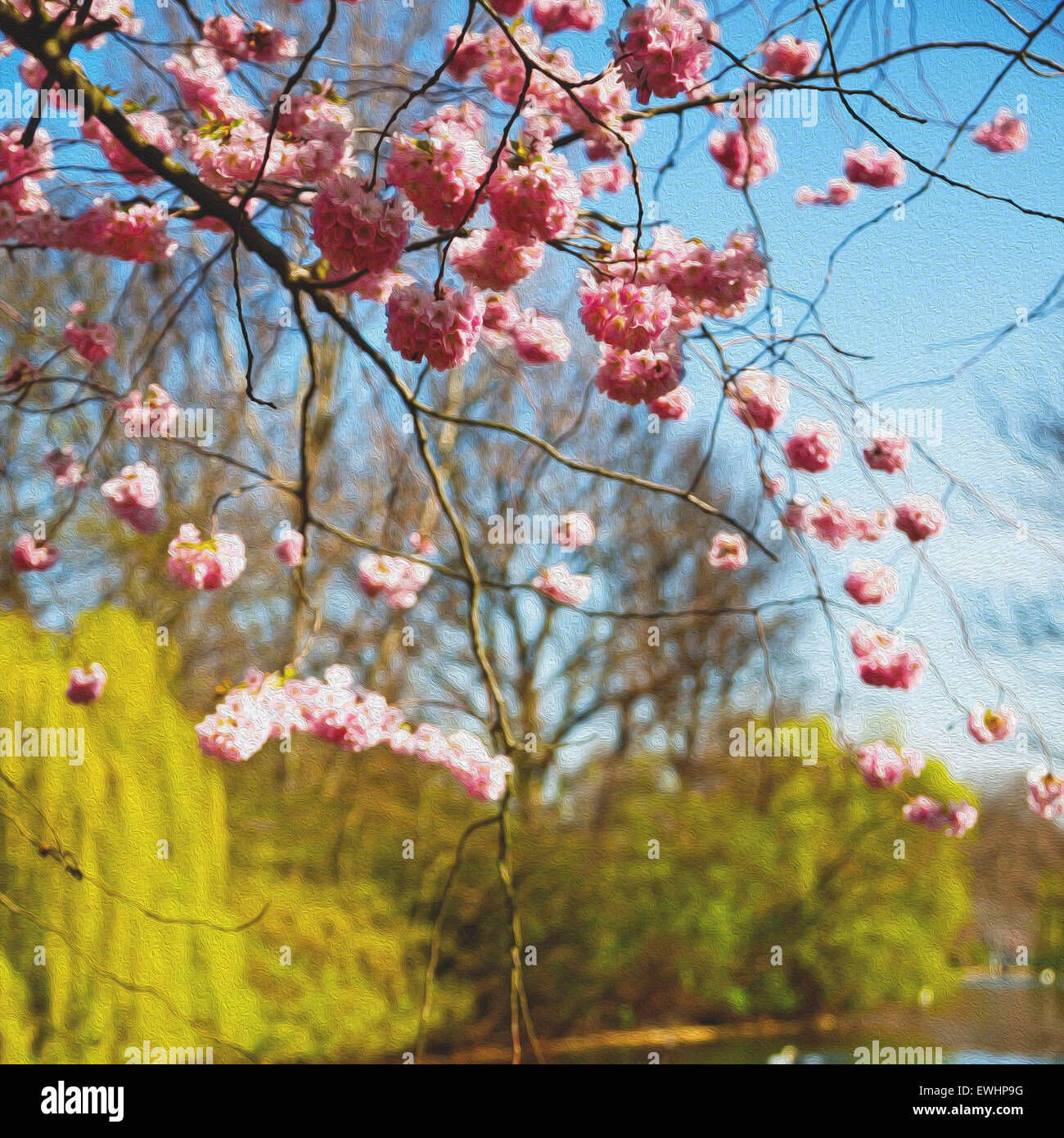 in london park the pink tree and blossom flowers natural Stock Photo ...