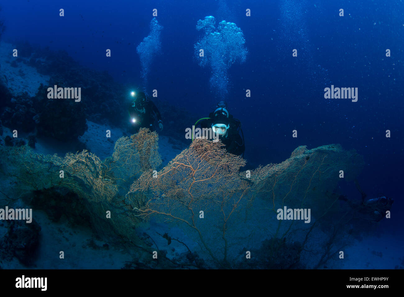 Reaf view hi-res stock photography and images - Alamy