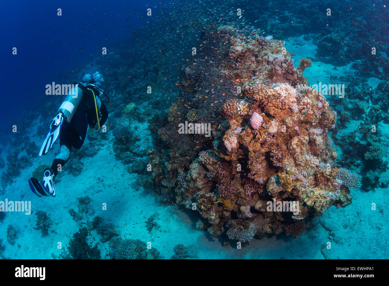 Reaf view hi-res stock photography and images - Alamy