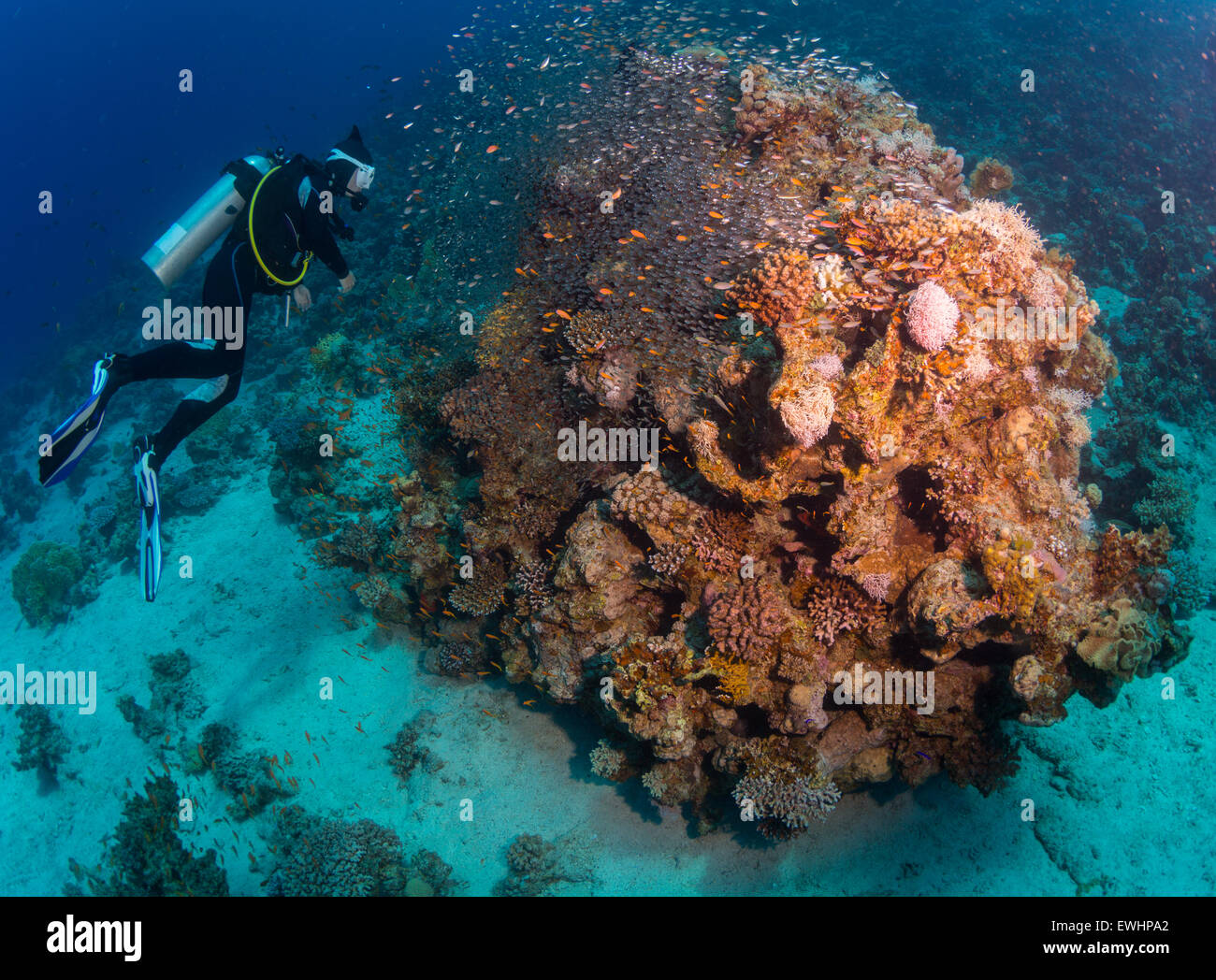 Reaf view hi-res stock photography and images - Alamy