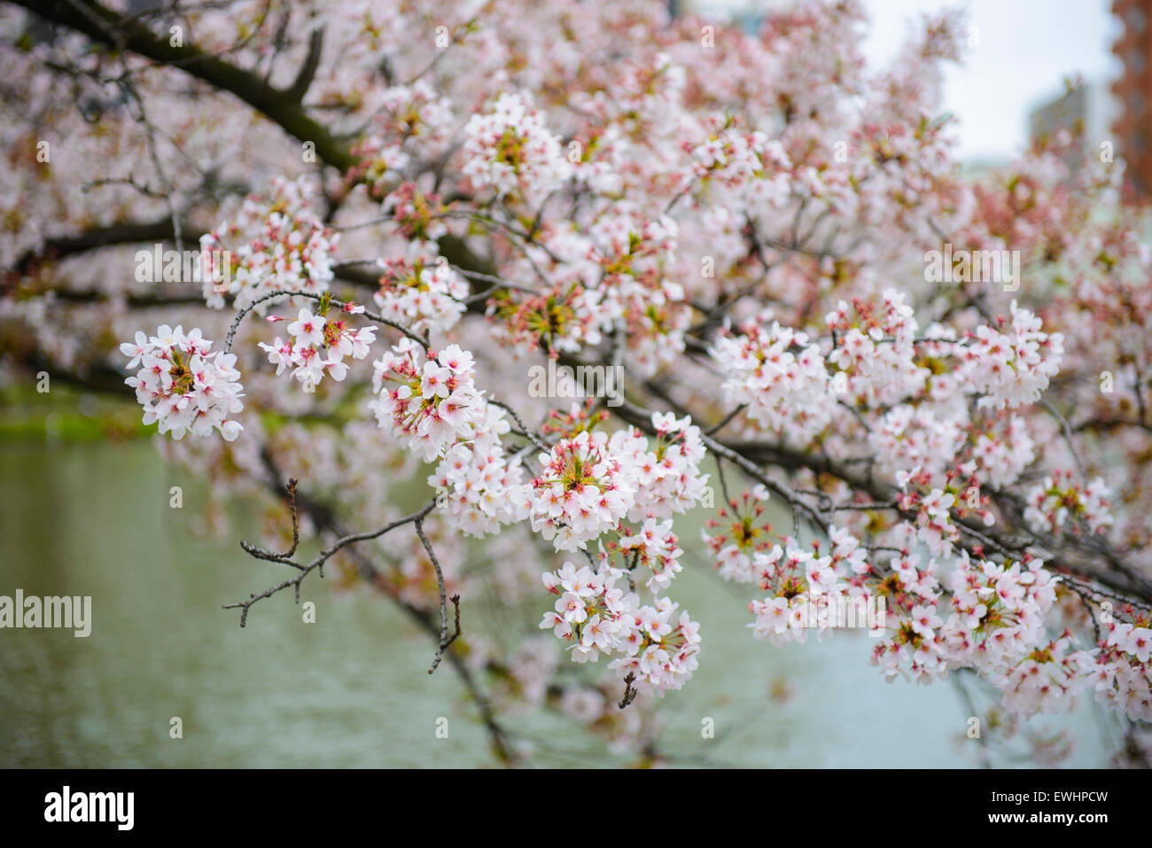 Growth time lapse hi-res stock photography and images - Alamy