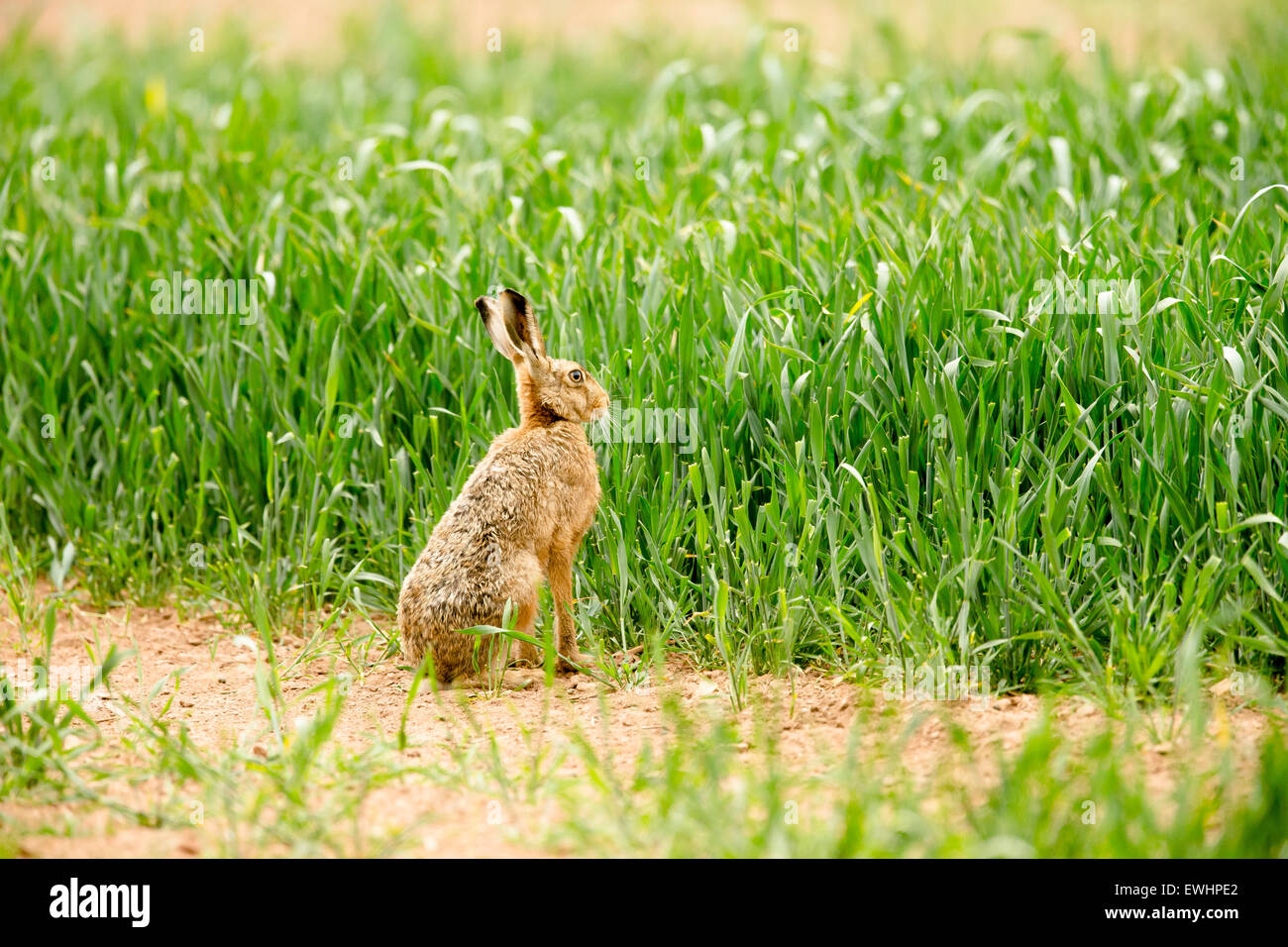 Brown Hare feeding in a crop field Stock Photo - Alamy