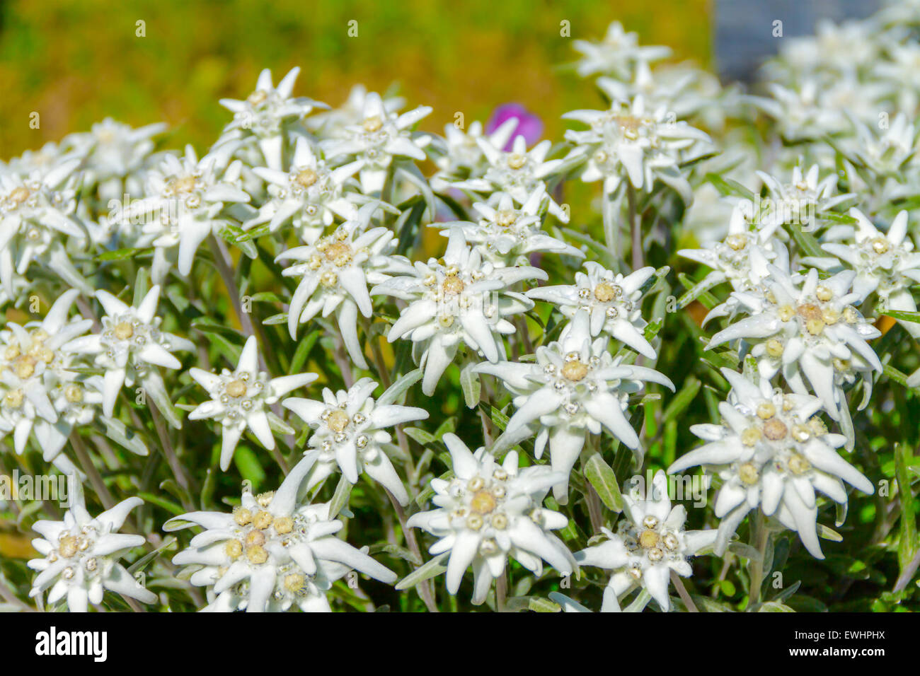 Edelweiss flower hi-res stock photography and images - Alamy