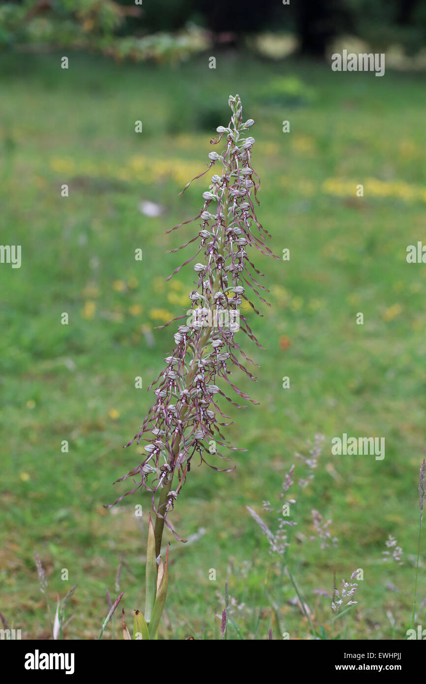Lizard Orchid (Himantoglossum hircinum Stock Photo - Alamy