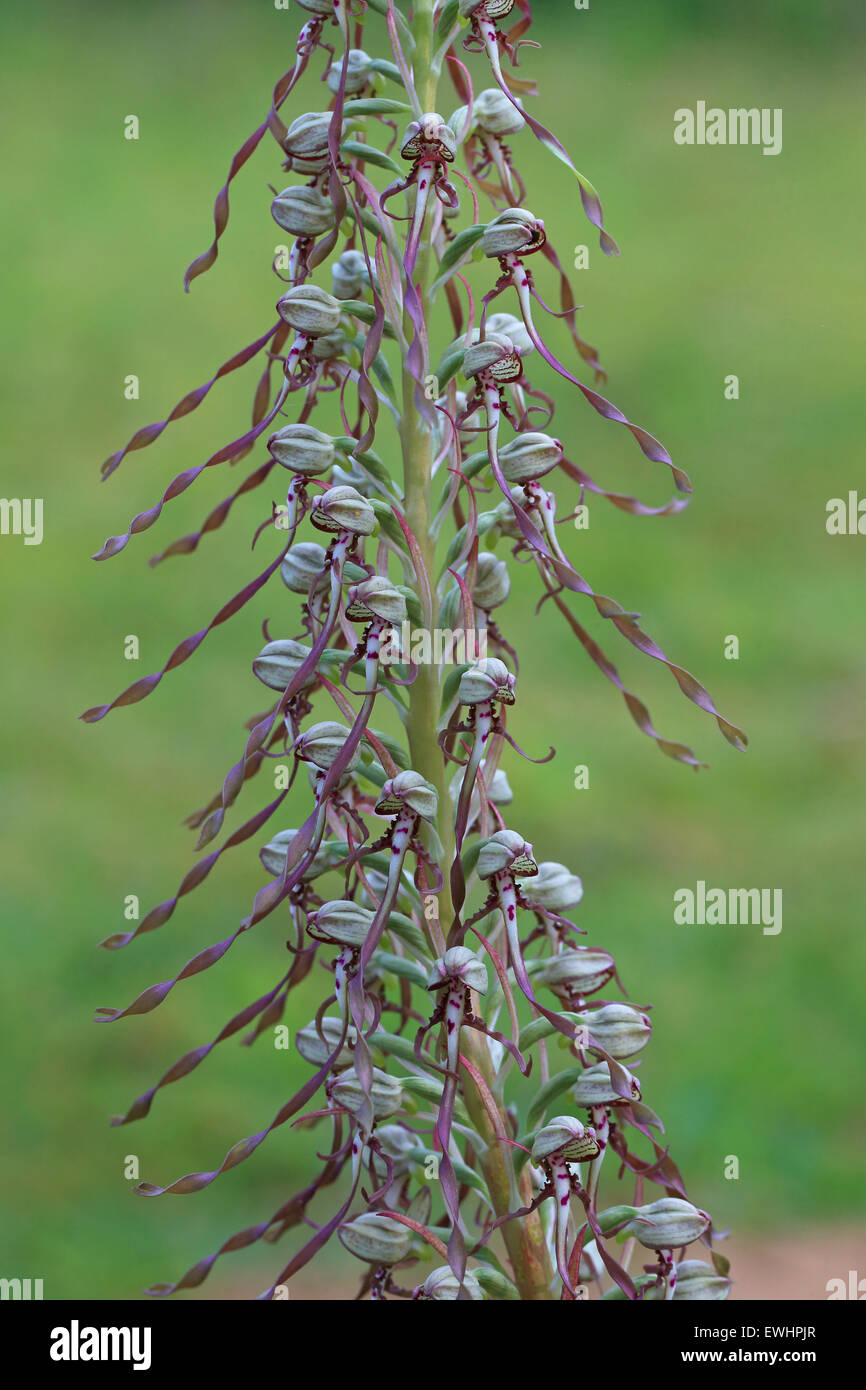 Lizard Orchid (Himantoglossum hircinum Stock Photo - Alamy
