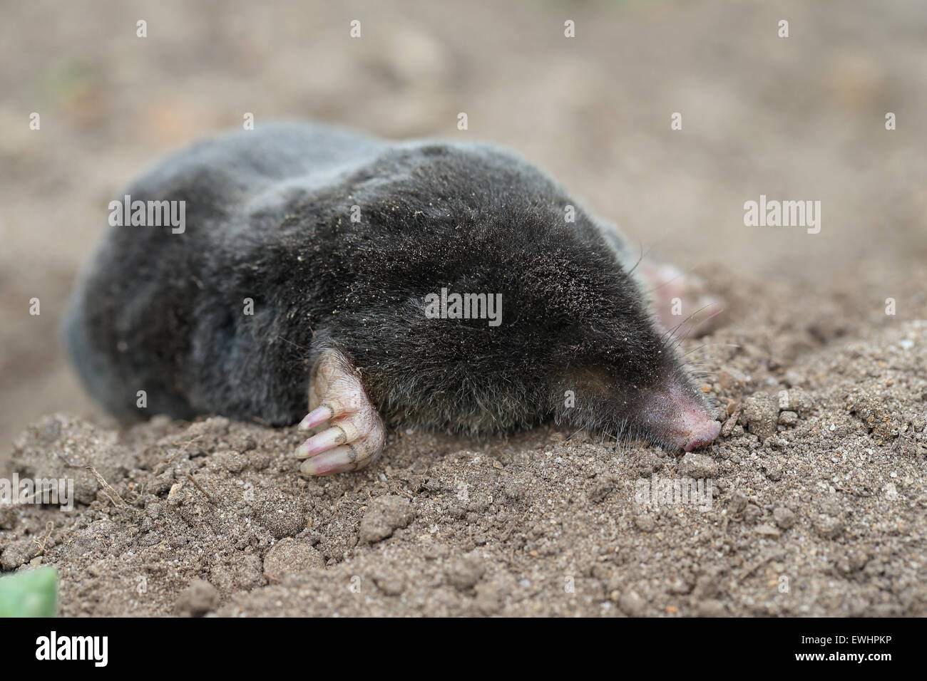 Common Mole (Talpa europaea Stock Photo - Alamy