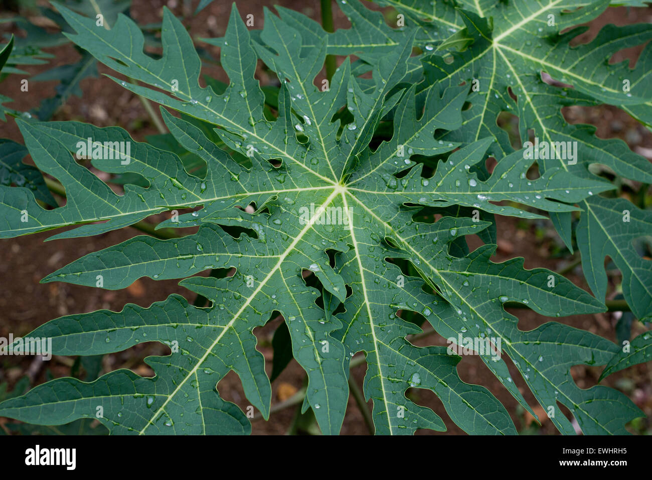 Papaya leaf hi-res stock photography and images - Alamy