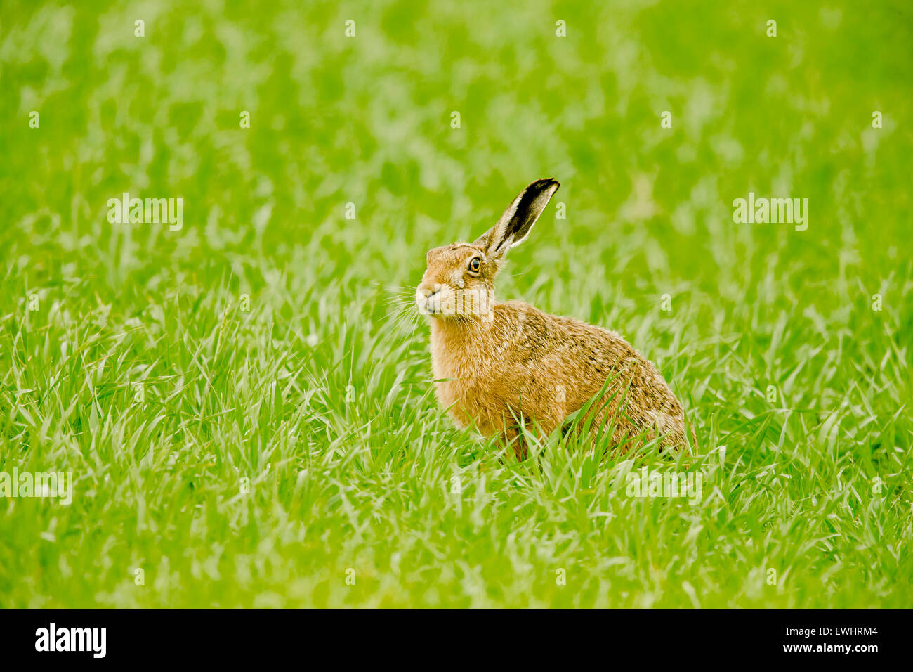 Brown Hare feeding in a crop field Stock Photo - Alamy