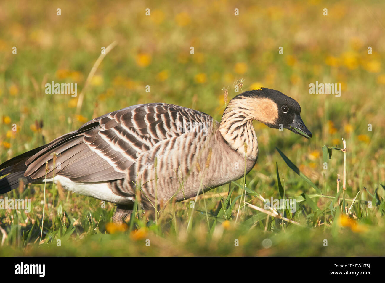 Nene (Hawaiian Goose) Eating Grass Stock Photo - Alamy