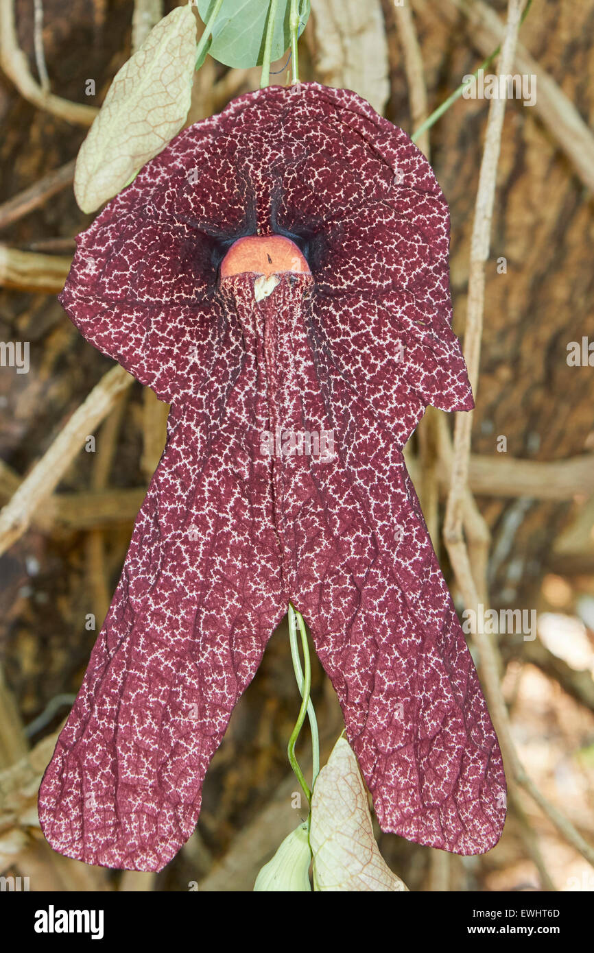 Pelican flower hi-res stock photography and images - Alamy