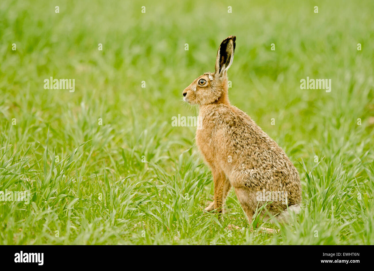 Brown Hare feeding in a crop field Stock Photo - Alamy