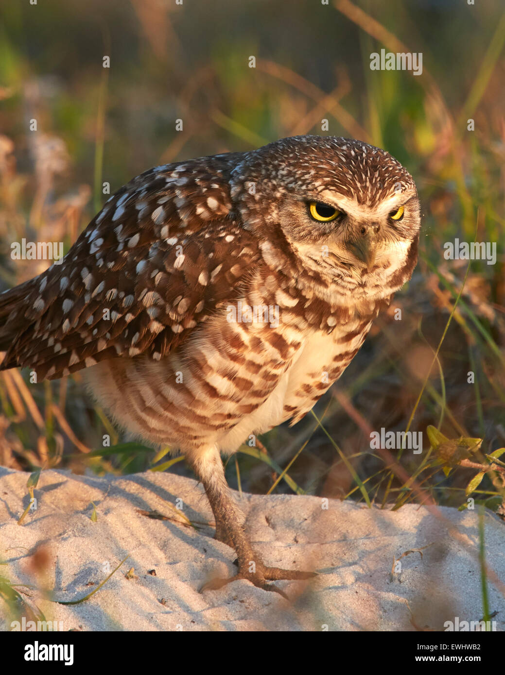 Angry owl hi-res stock photography and images - Alamy