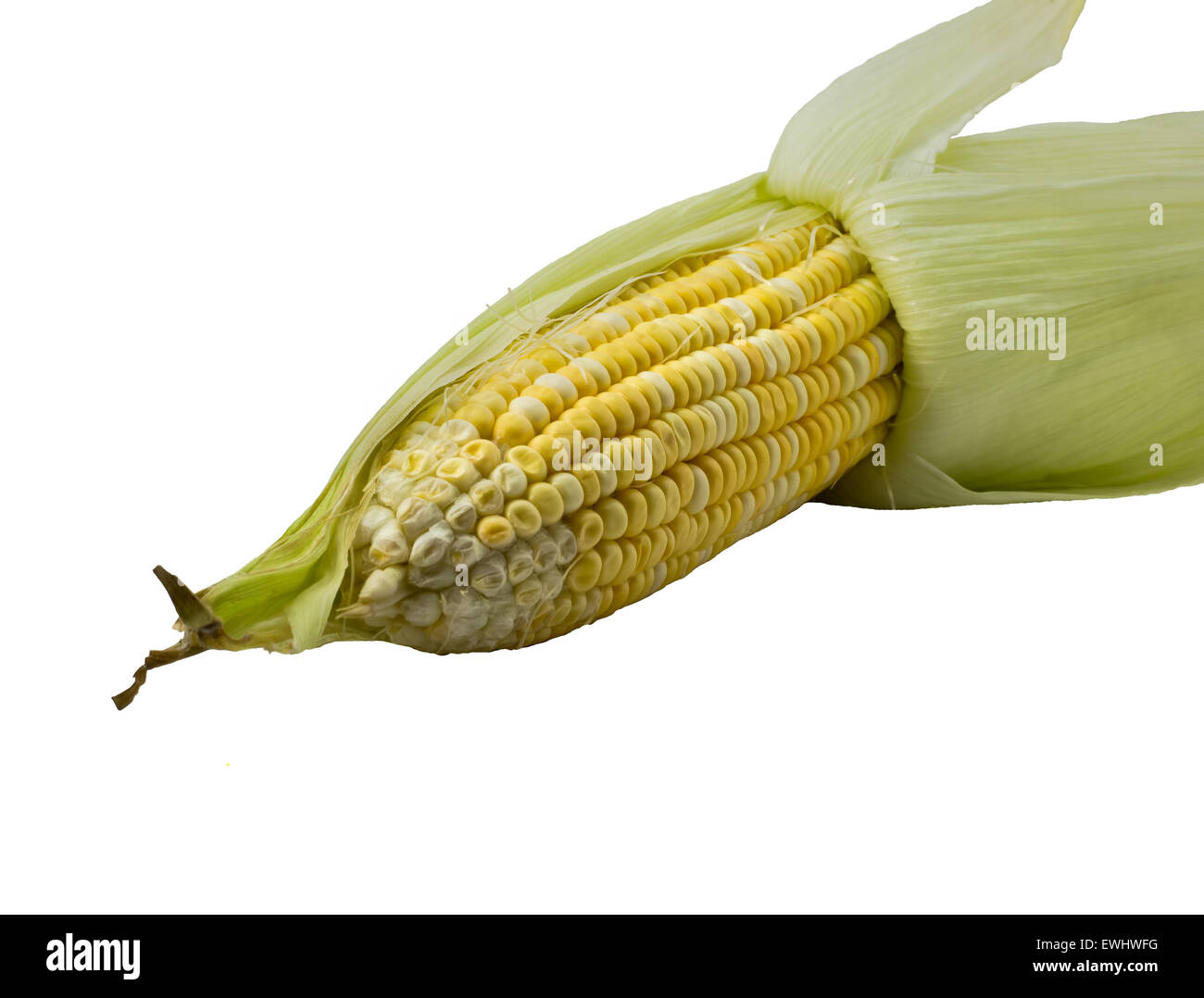 One on ear of corn isolated on a white background Stock Photo - Alamy