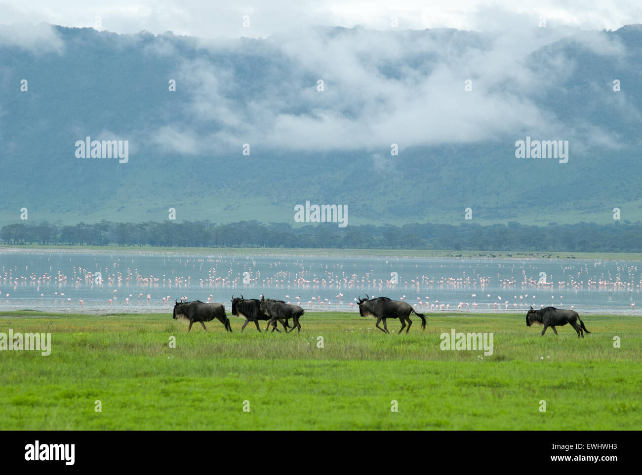 A group of gnu running in ngoro ngoro, Tanzania Stock Photo - Alamy
