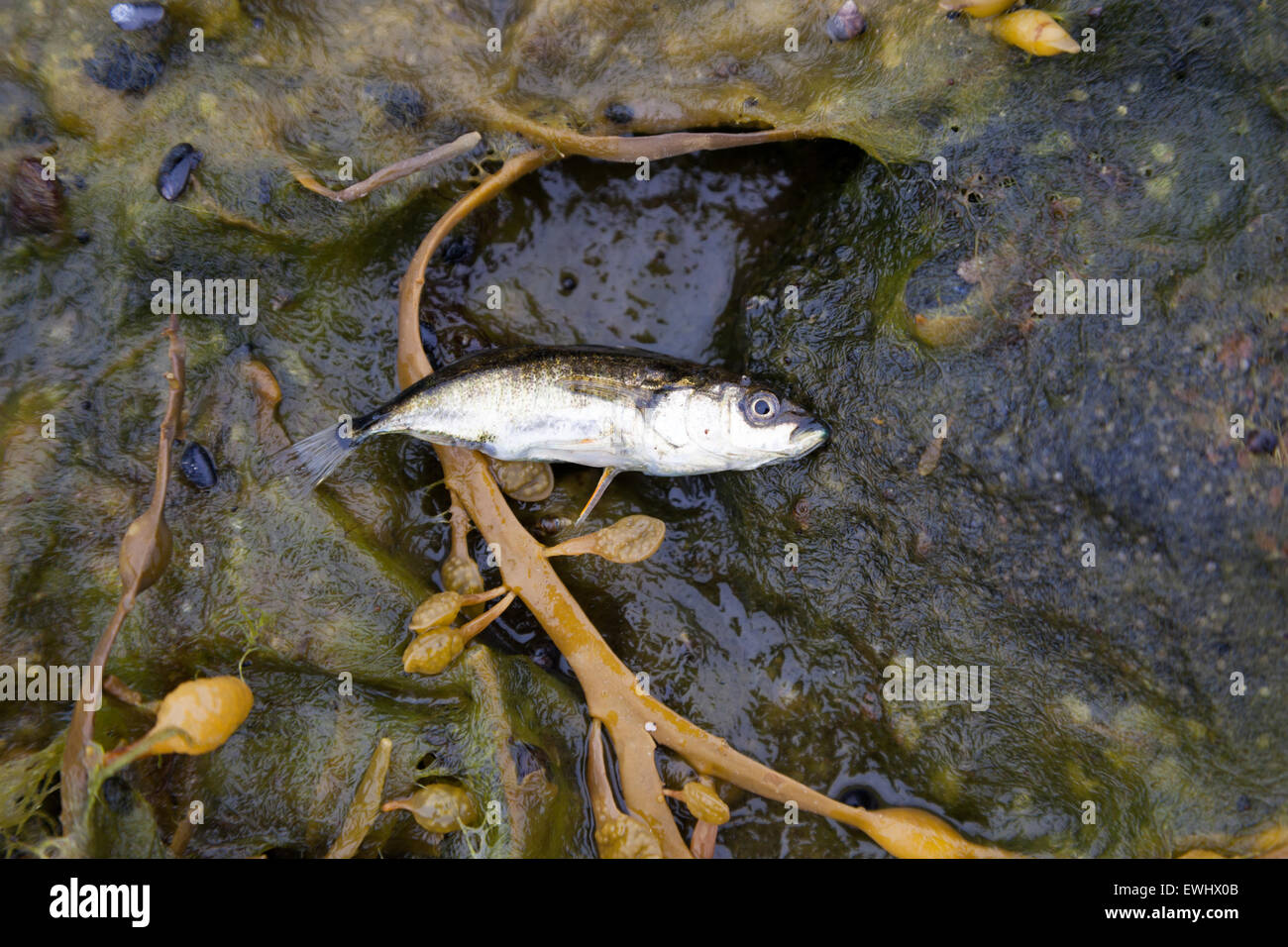 Gasterosteus aculeatus, Three-spined stickleback. The photo was taken ...