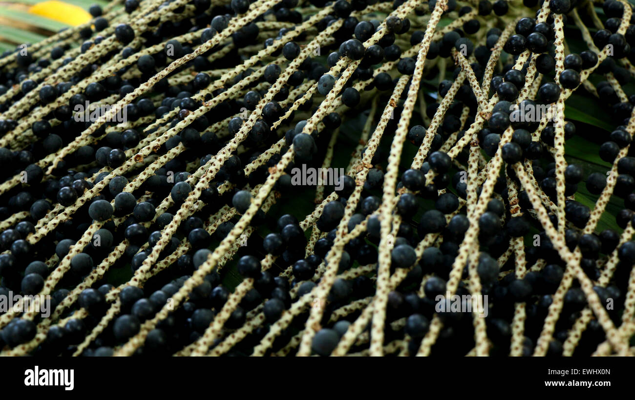 Acai berries from the Amazon Stock Photo - Alamy