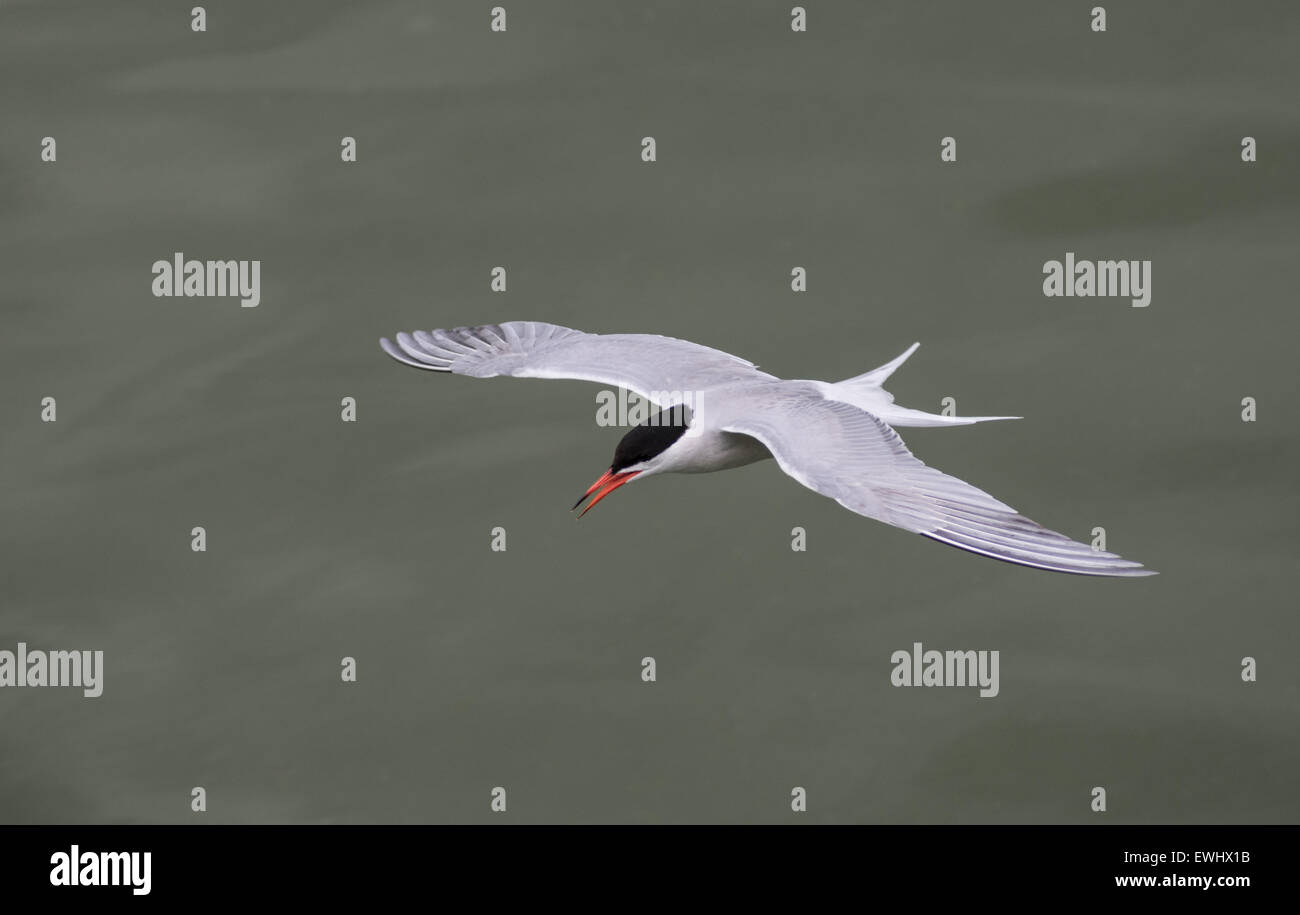 Common Tern in Flight Stock Photo - Alamy
