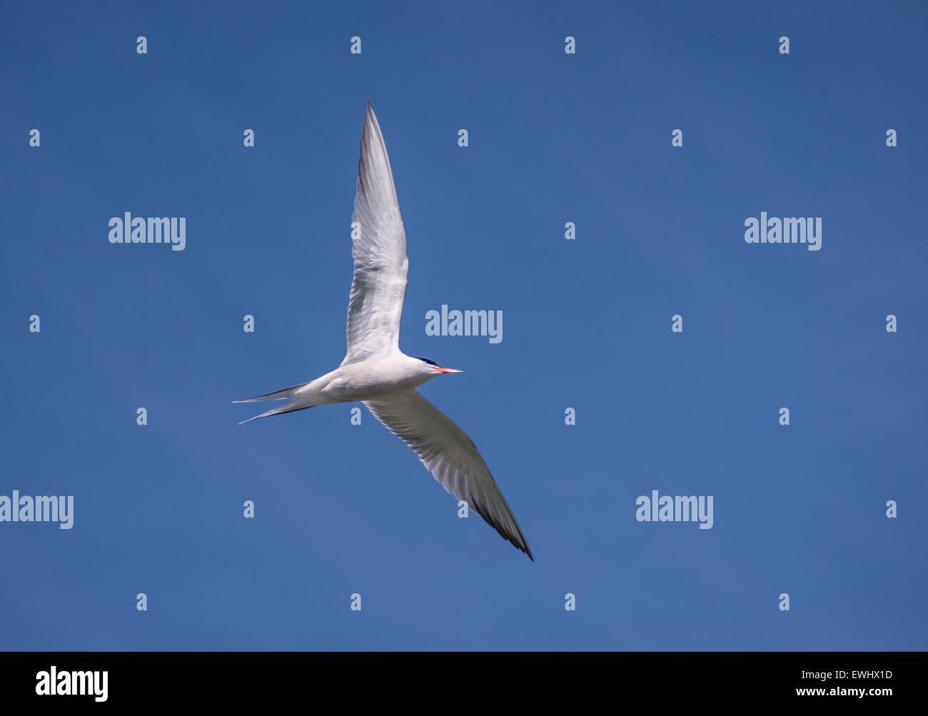 Common Tern in Flight Stock Photo - Alamy