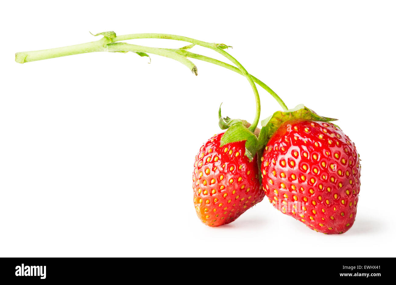 Two berry red strawberry on branch isolated on white background Stock ...
