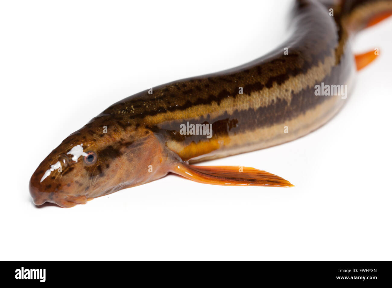 Misgurnus fossilis, European weatherfish. Object in front of white ...