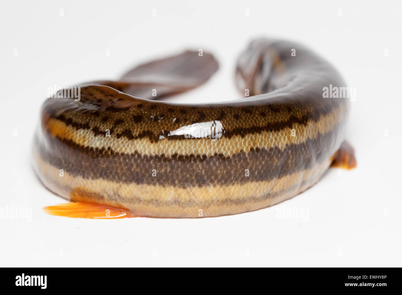 Misgurnus fossilis, European weatherfish. Object in front of white ...