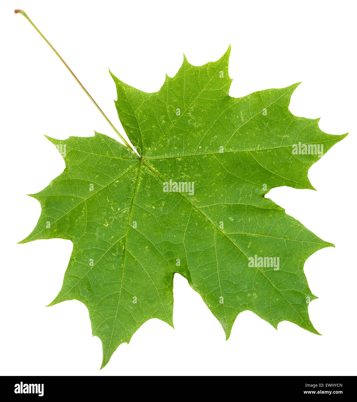 fresh green maple leaf isolated on white background Stock Photo - Alamy