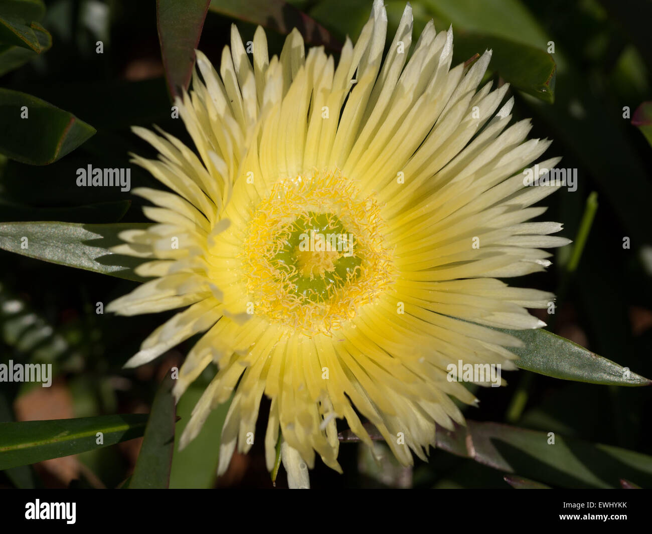 Fig Islands High Resolution Stock Photography and Images - Alamy