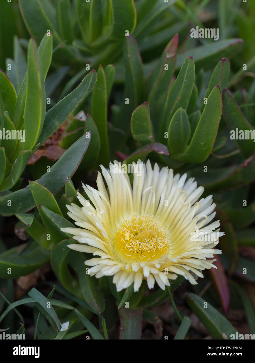Carpobrotus Hottentot Fig Flower High Resolution Stock Photography and ...
