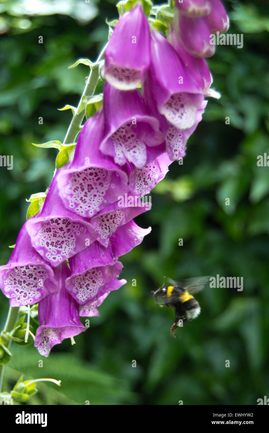 Purple foxglove (digitalis purpurea) and bee Stock Photo - Alamy