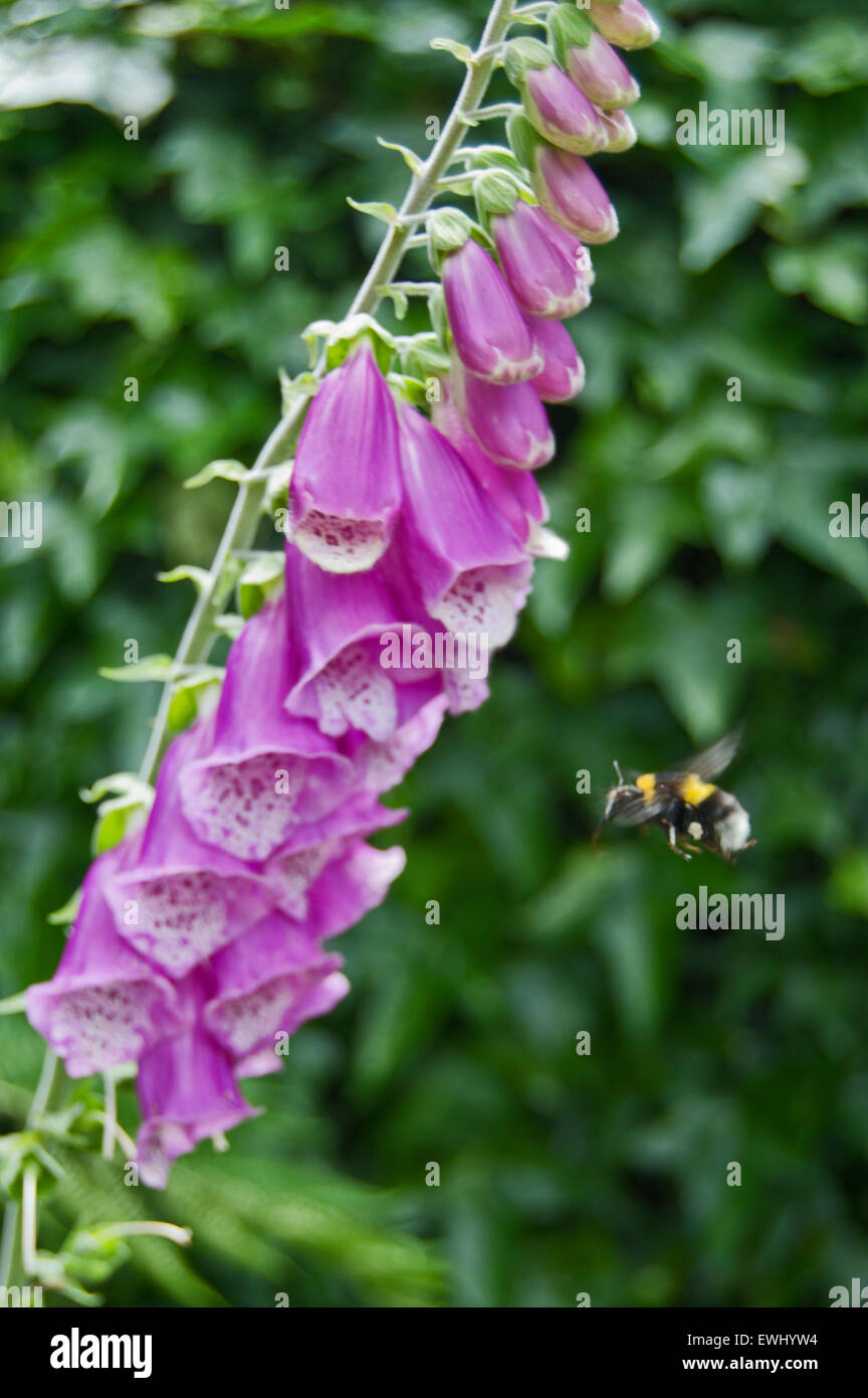 Purple foxglove (digitalis purpurea) and bee Stock Photo - Alamy