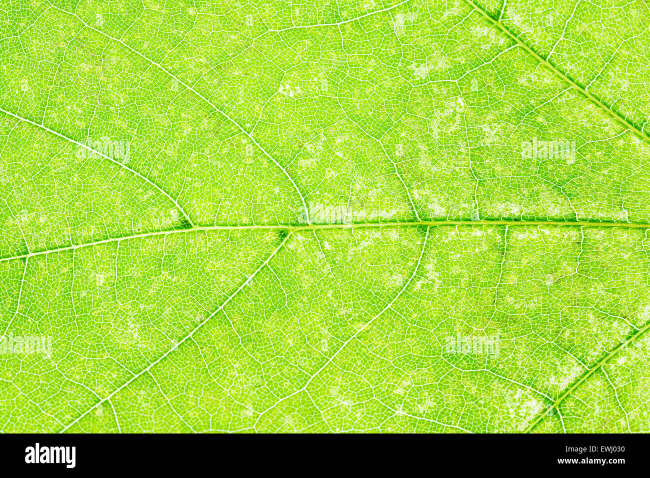 natural background - fragment of green maple leaf close up Stock Photo ...