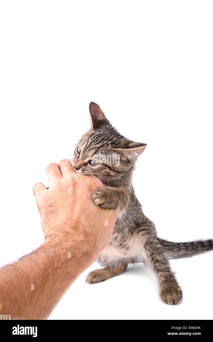 gray tabby kitten bites the hand on white background Stock Photo - Alamy