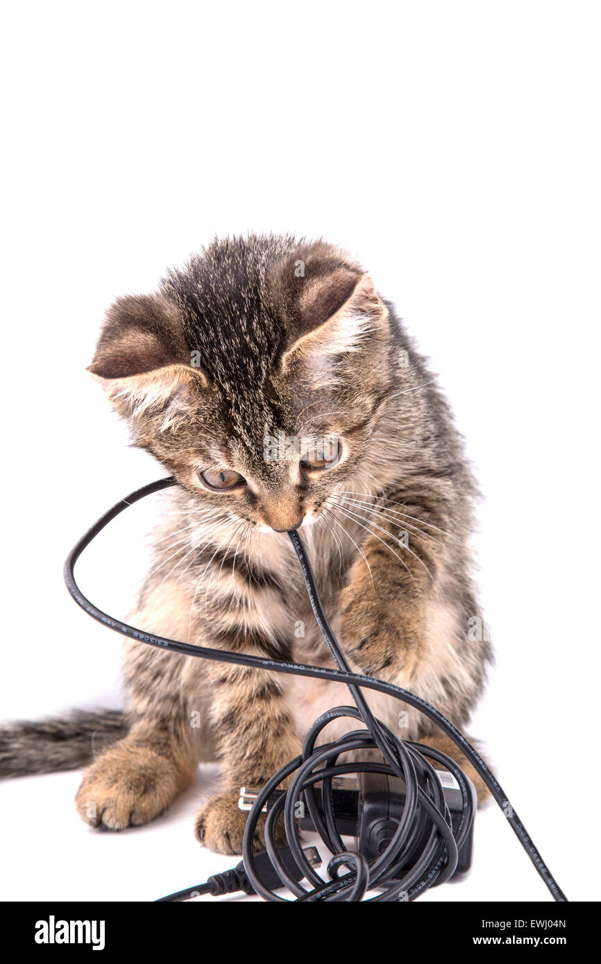kitten playing with a charger cable Stock Photo - Alamy