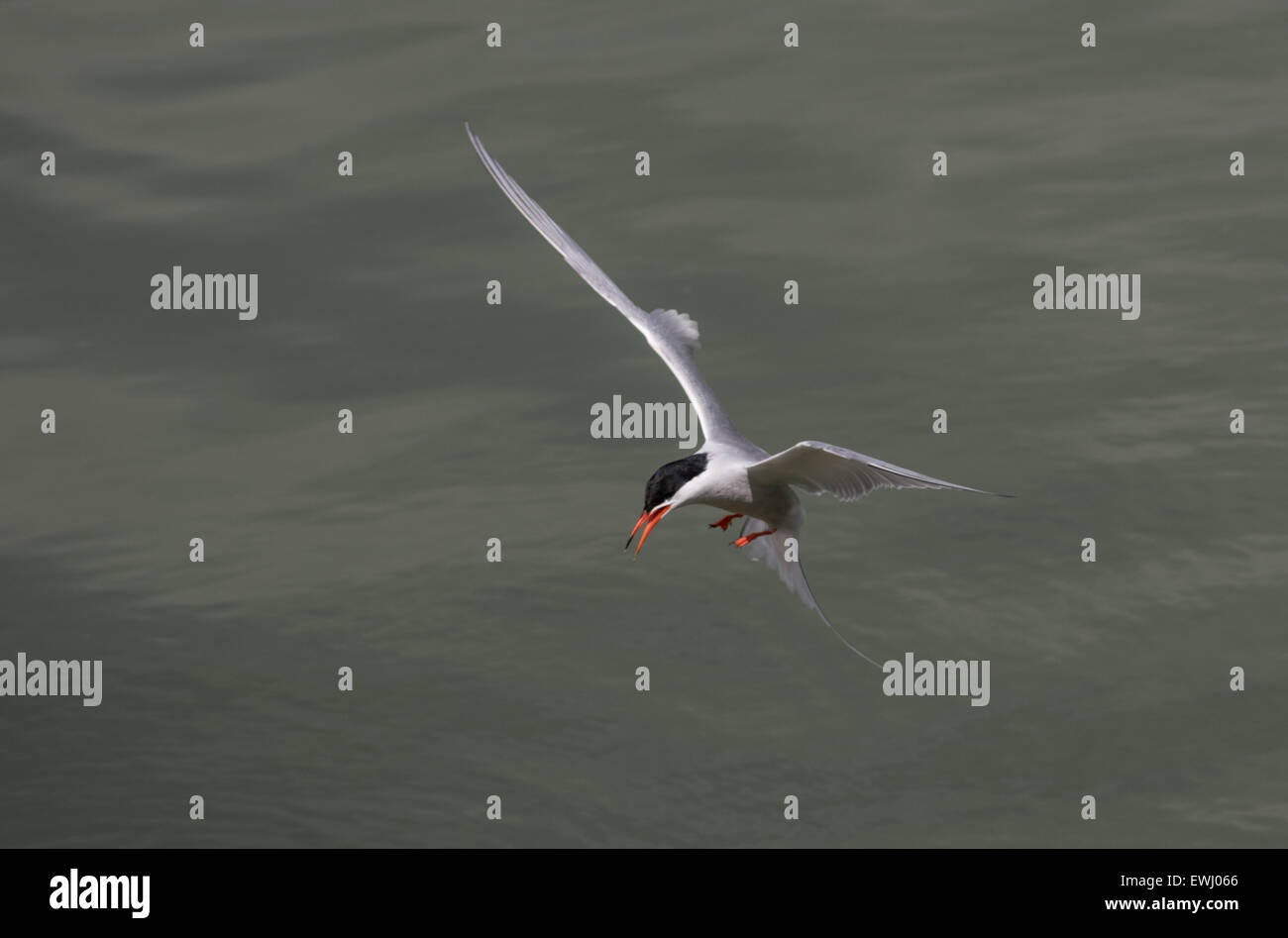 Common Tern in Flight Stock Photo - Alamy