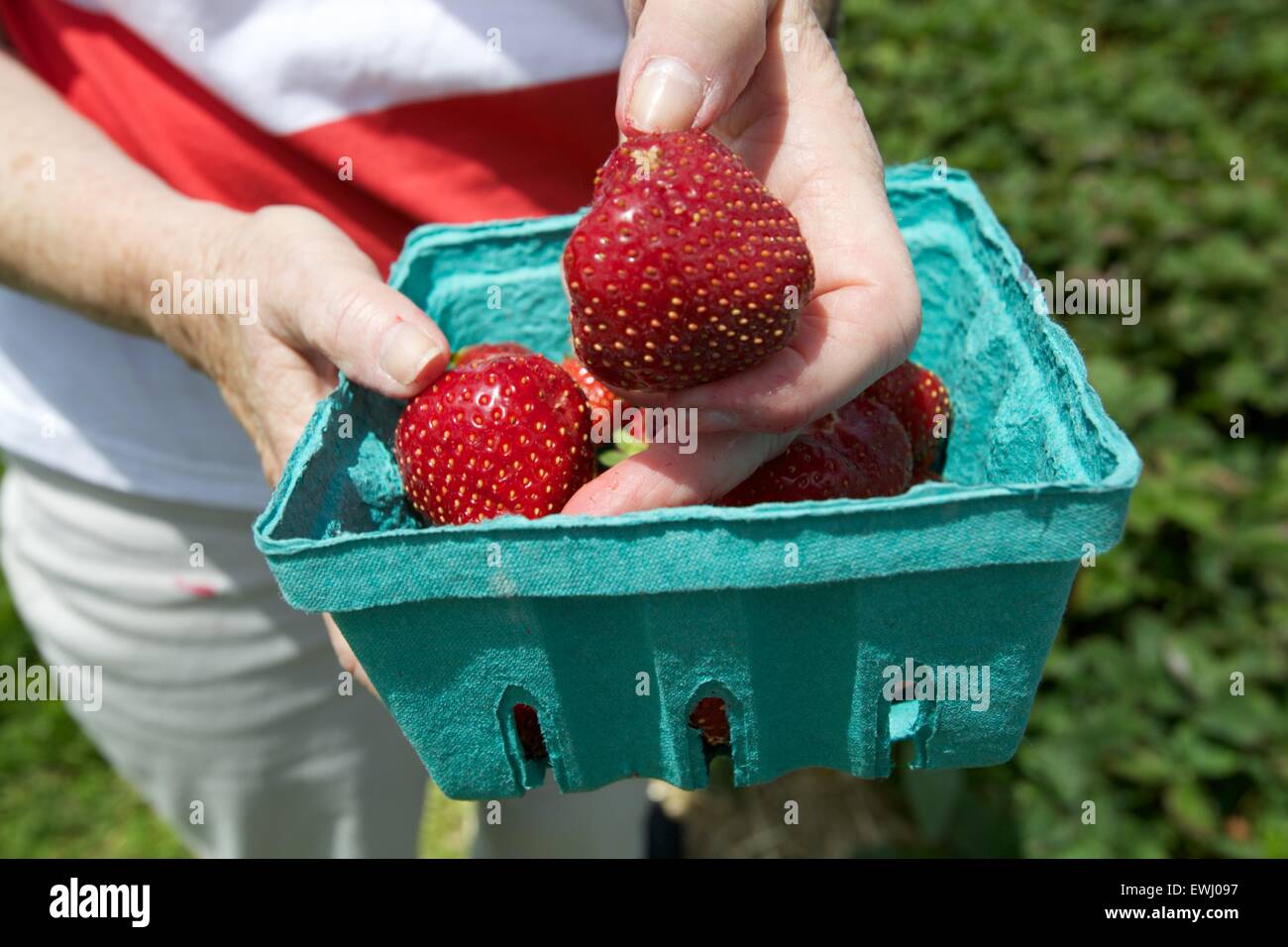 Hand picking strawberries hi-res stock photography and images - Alamy